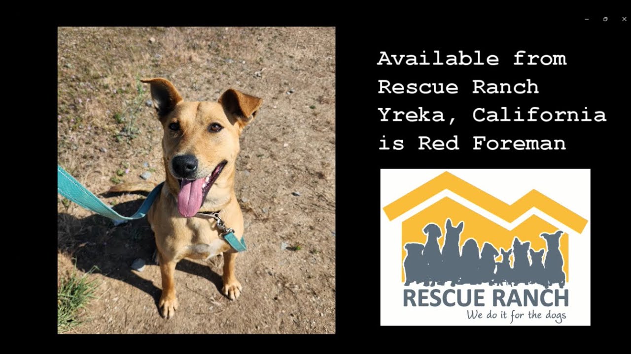 Red Foreman - Adoptable Rescue Ranch Dog - YouTube
