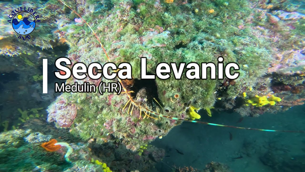 Immersione sulla Secca Levanic a Medulin - La Secca delle Aragoste ...