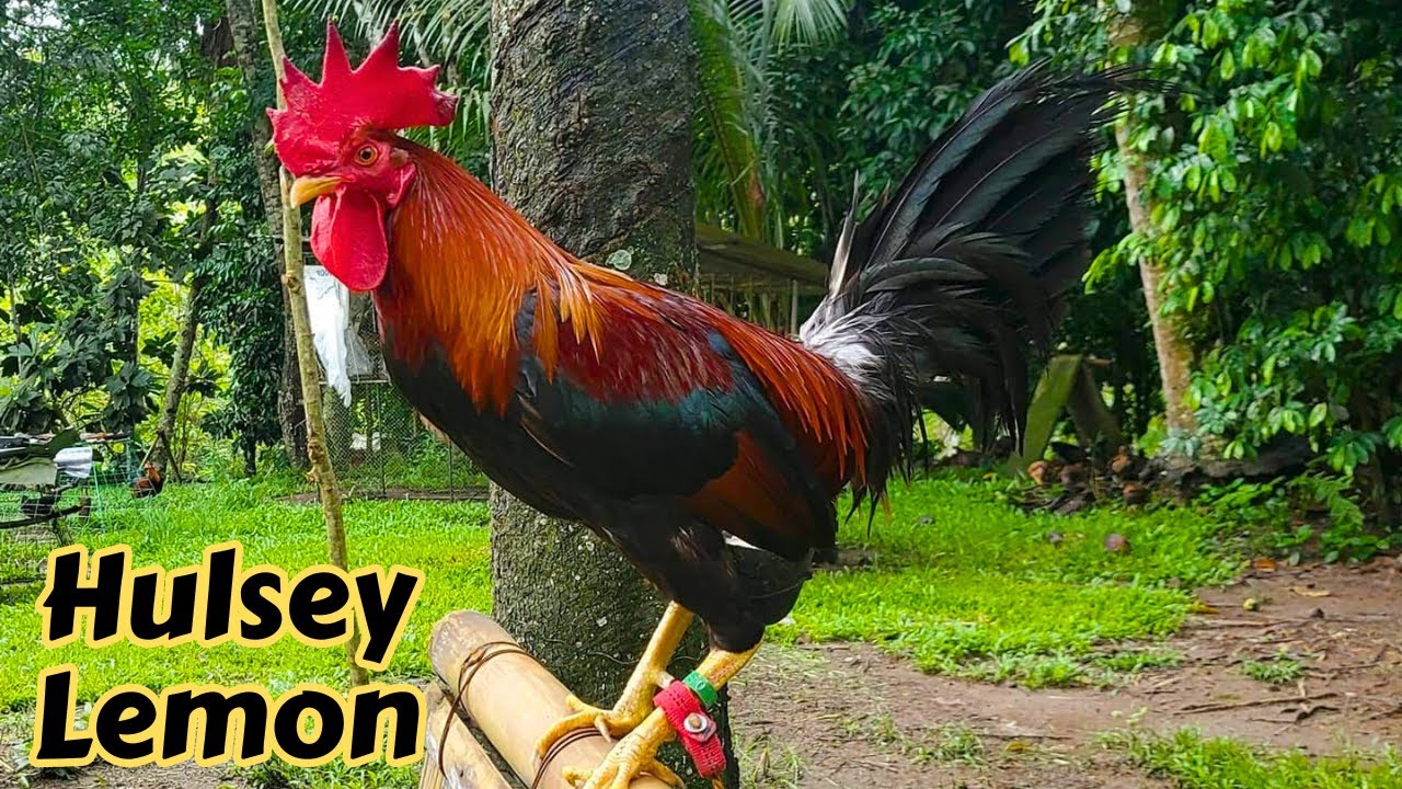 Fiestag FIGBA Poultry Expo | Melque Benedicto - YouTube