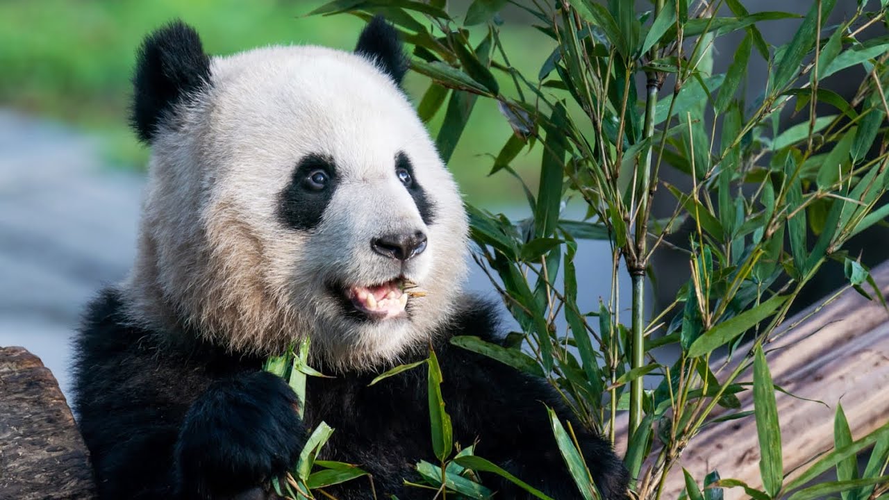 Patrick the panda learns how to pray - YouTube