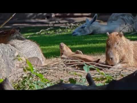грызуны есть и красивые ️👍🔥 - YouTube