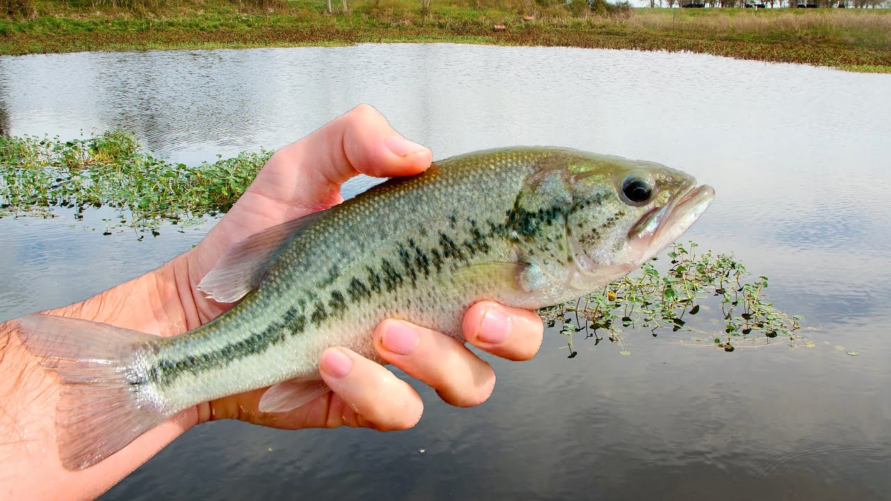 Stocking Pet Bass into the New Pond! - YouTube