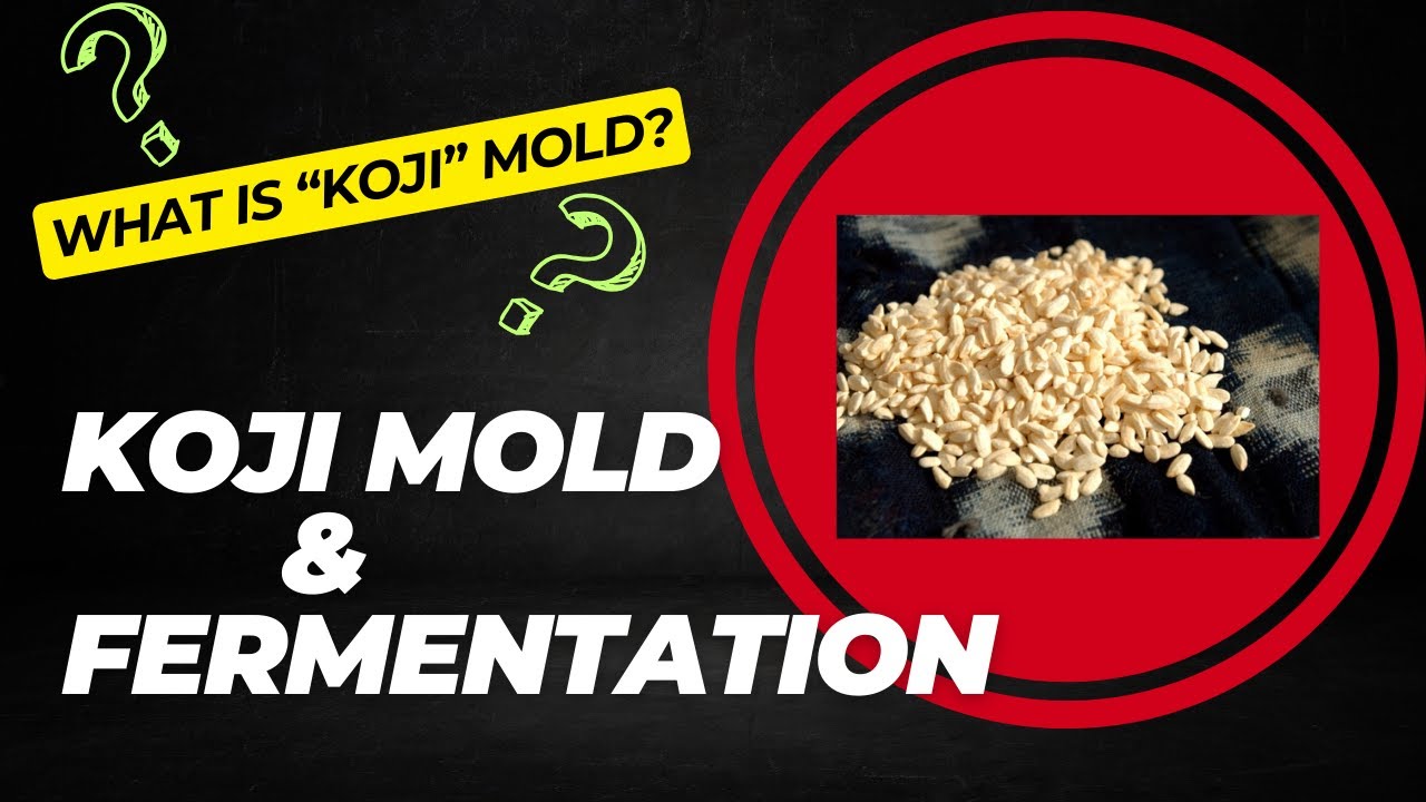 Vol 3 Sake Fermentation & Koji Mold - YouTube