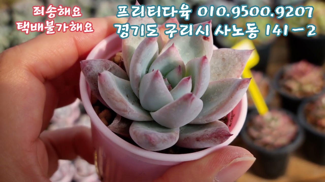 프리티다육의 프리티데이 매장내에서 판매하는 다육이들 소개해요 택배는 안전하게 날씨가 풀리면 시작합니다 프리티다육 010