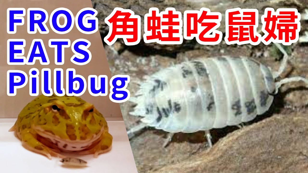 角蛙踢鼠婦 Pacman frog kicks pill bug - YouTube