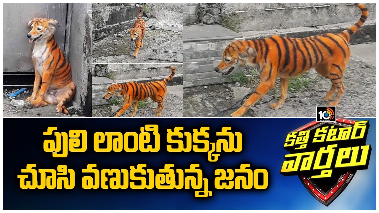 Stray Dog Found Painted To Look Like Tiger, Sparking Outrage | Katti ...