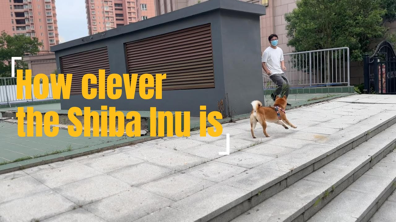 Shiba Inu Genius Outsmarting Humans with Reverse Blocking Tricks! - YouTube