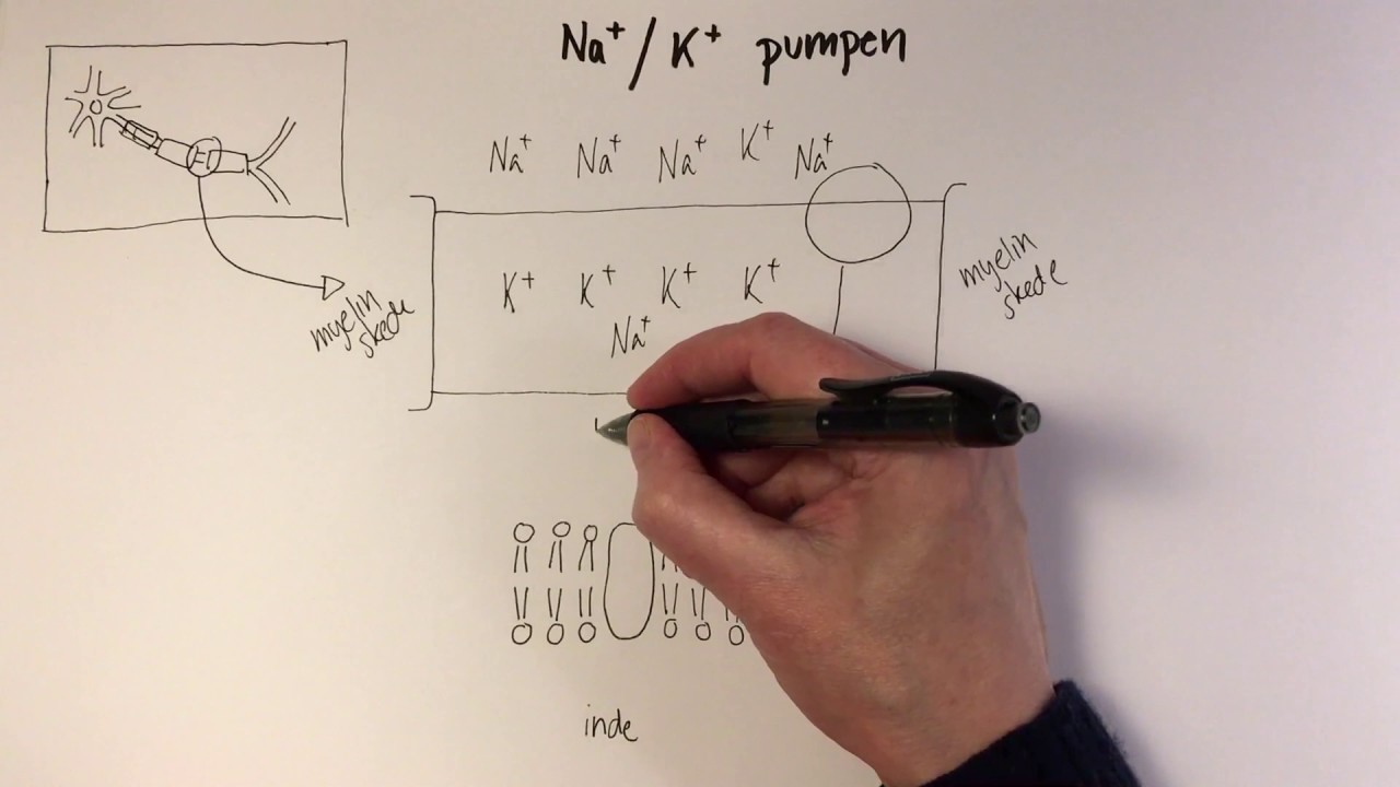 Natrium Kalium Pumpen - YouTube