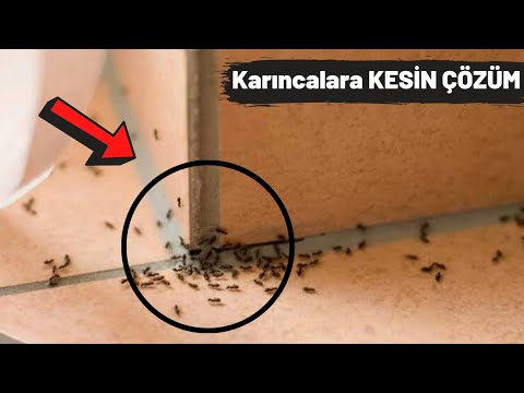 Evdeki Karıncalardan Nasıl Kurtulabiliriz? Kesin Çözüm!!