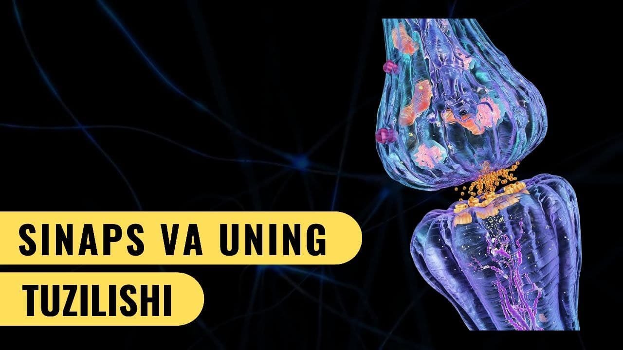 SINAPS VA UNING TUZILISHI (KHAN ACADEMY UZBEK) - YouTube