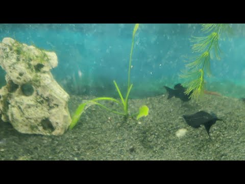 molly fish aquarium setup - YouTube