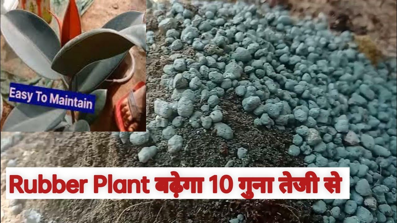How To Make Powerful Soil Mix For Rubber Plant? || रबर प्लांट के लिए ...