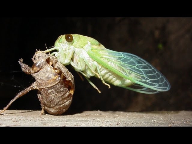 Locust Shell Vs Cicada Shell