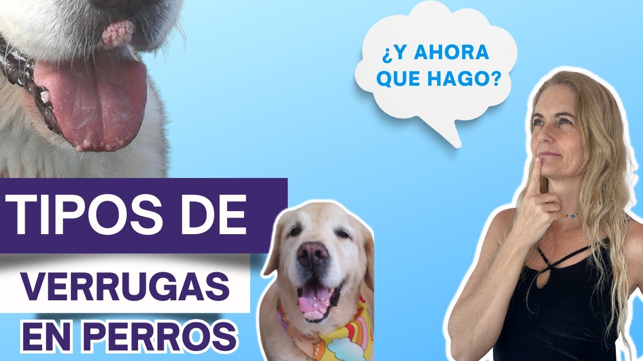 Papilomas en Perros: ¡No te ASUSTES! Aquí te Explicamos Todo - YouTube