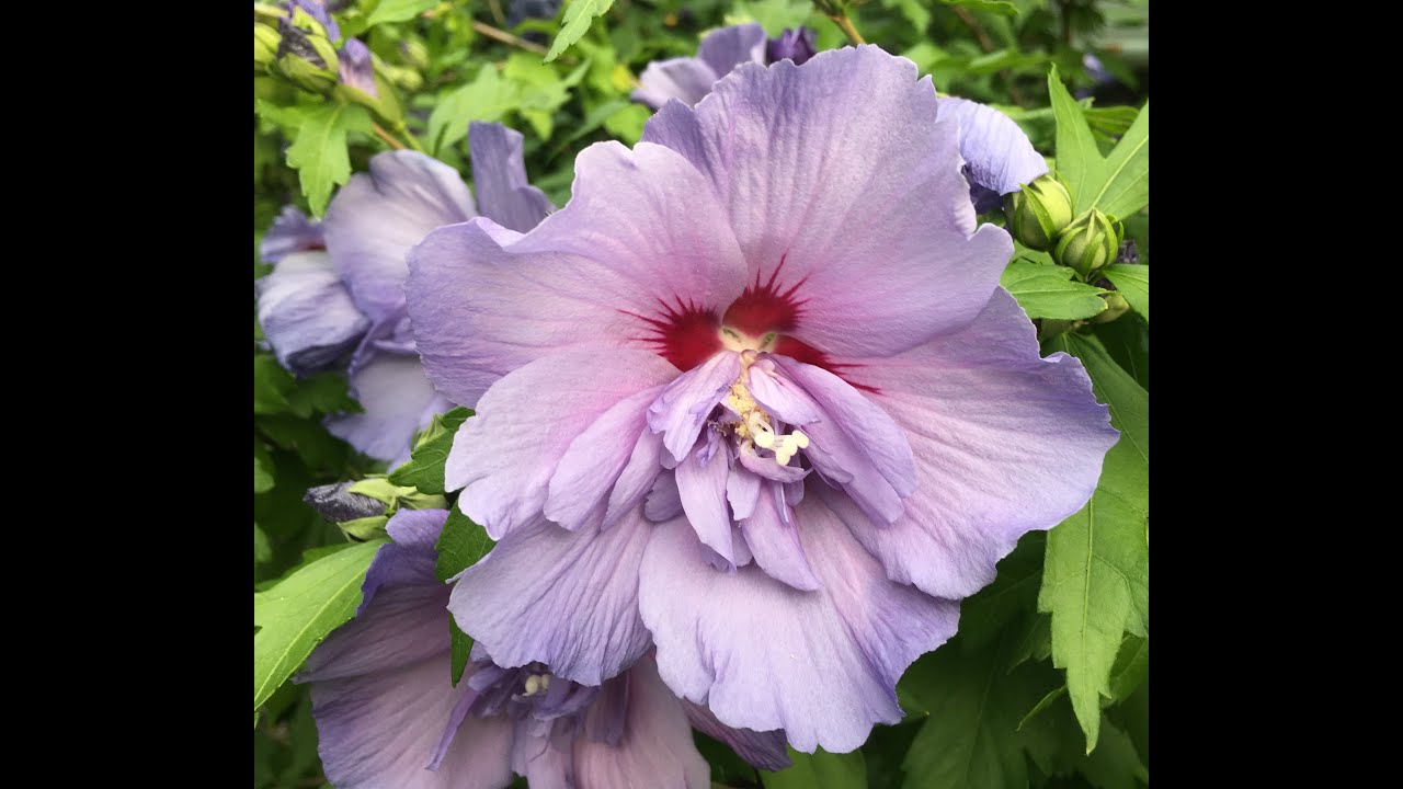 Double Bloom "Rose of Sharon" - ‘Blue Chiffon’ - Beautiful Purple ...