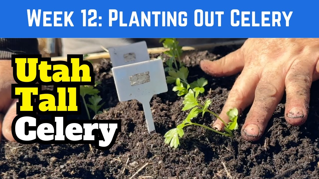 Planting Out Celery - YouTube