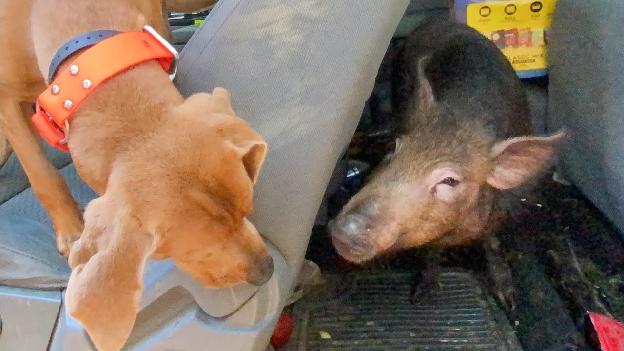 {New Pet} This WILD BOAR has never been outdoors! | His excitement is ...