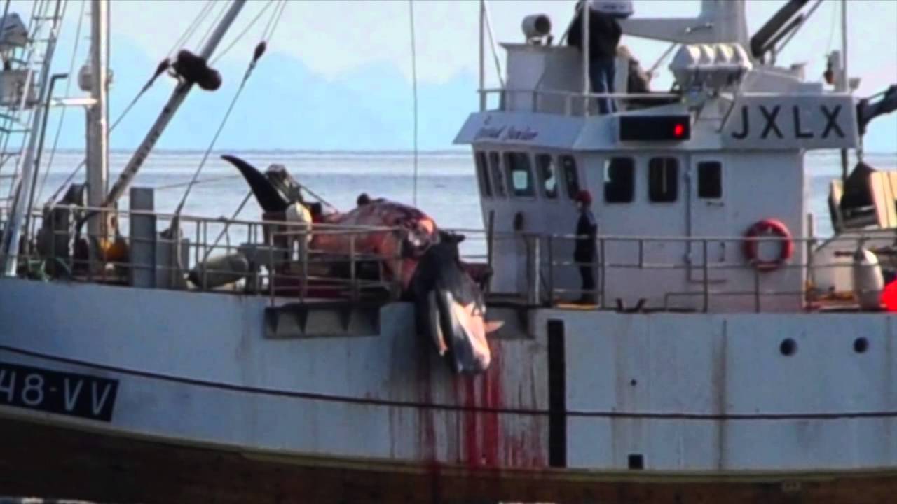 2015 Norway Whale Slaughter - YouTube