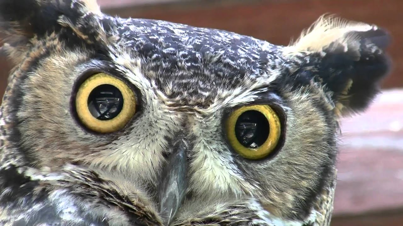 Amazing Great Horned Owl Super Close-Up face shot 1080p HD V08634 - YouTube