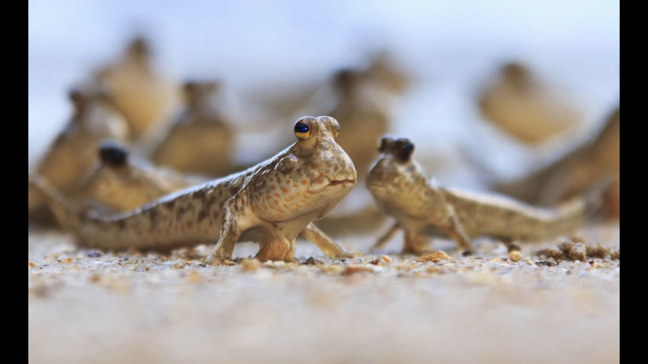 Mudskipper In Lake Edge - YouTube