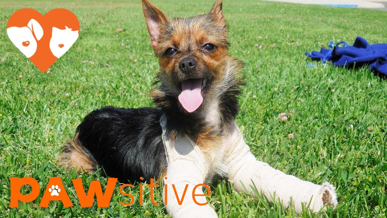 Even With Broken Legs Yorkie Can't Help But Love | PAWsitive 🧡 - YouTube