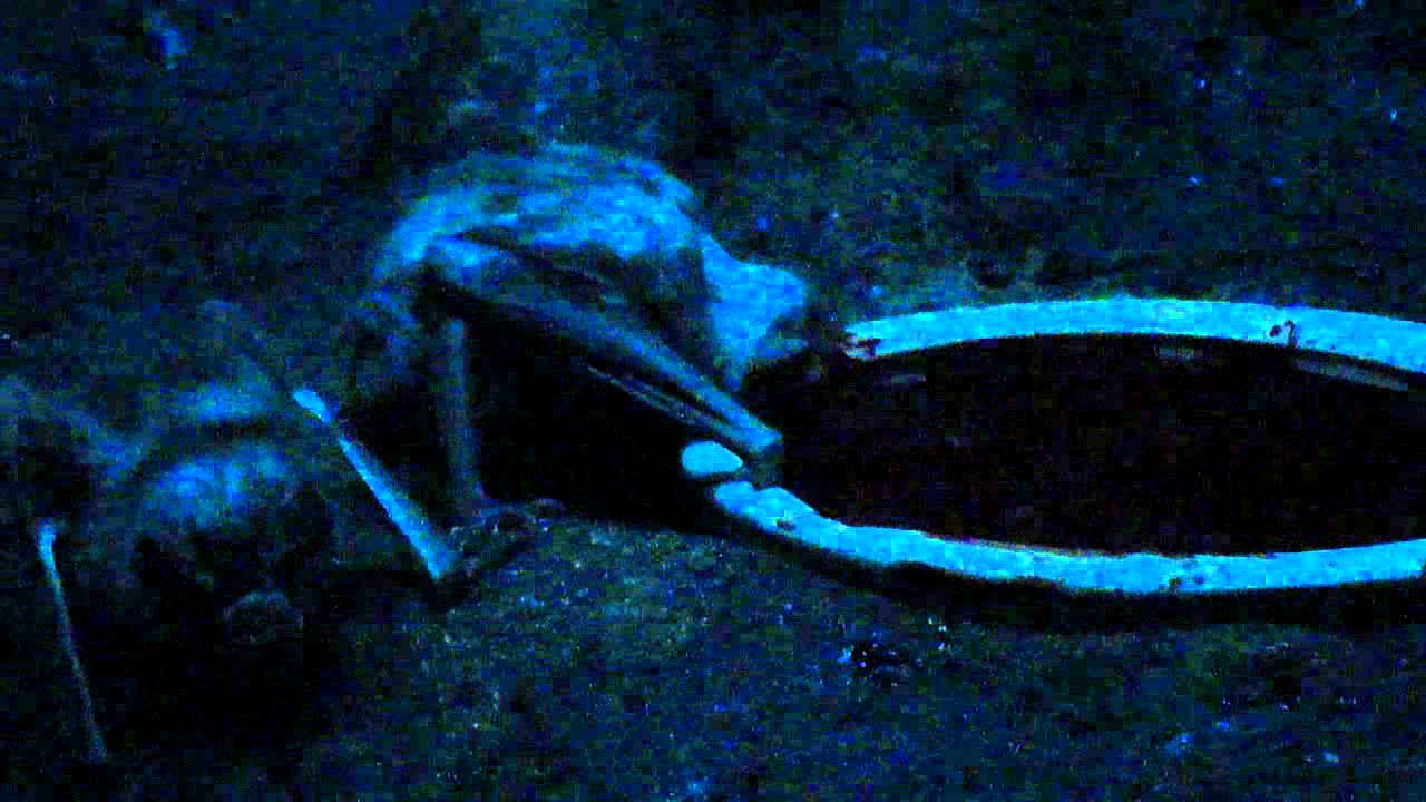 Cincinnati Zoo vampire bats nocturnal house - YouTube