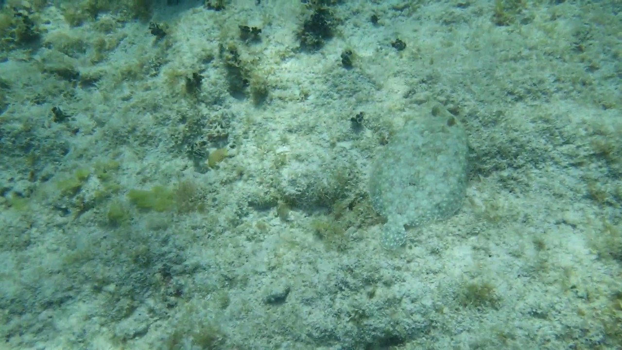 Floundering around - YouTube