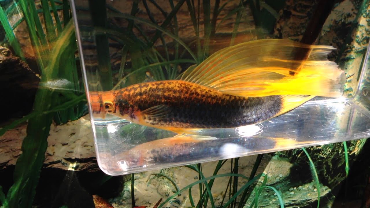 Hi-fin black (yellow fin) swordtail ♂ ( 08/2014) - YouTube