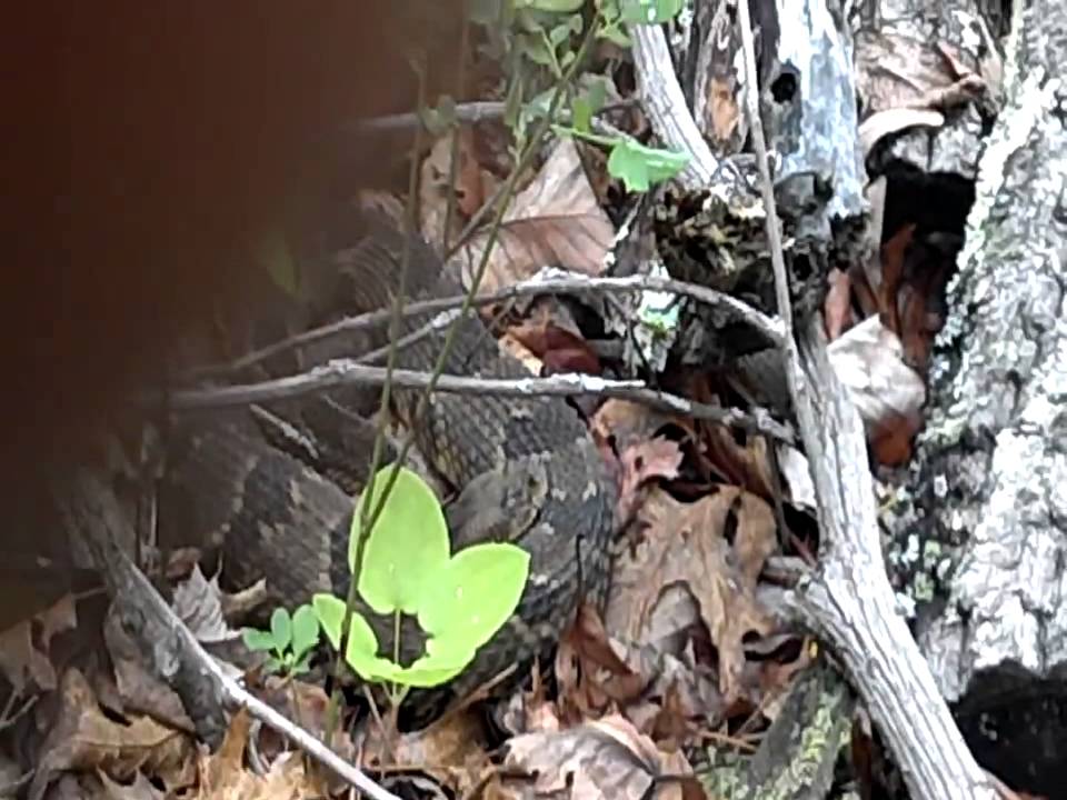 Timber Rattlesnake Tracks for 5 14 12 from Earthshine Nature Programs ...