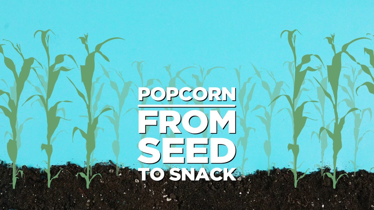 Popcorn Kernel Diagram