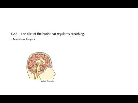life science grade 12 biological term - YouTube