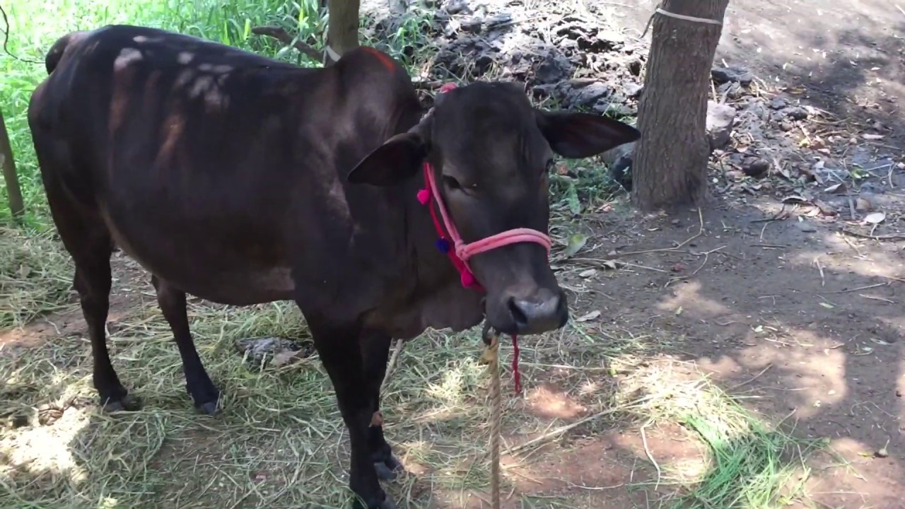 PUNGANUR KAPILA COW - YouTube