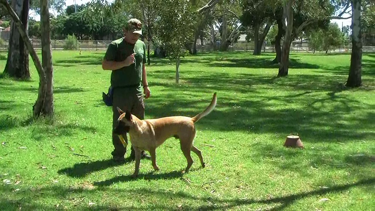 Talking Dogs episode 2 - YouTube
