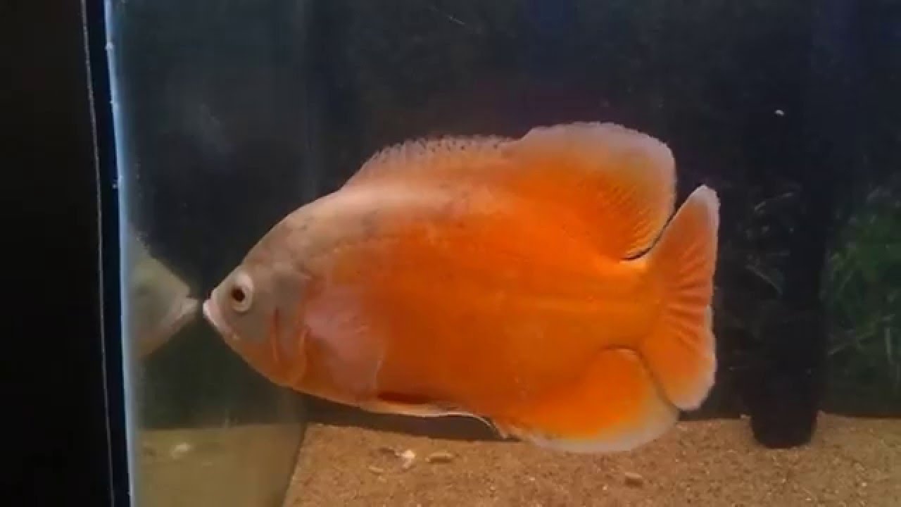 Oscar albino red ruby, belíssimo!! - YouTube