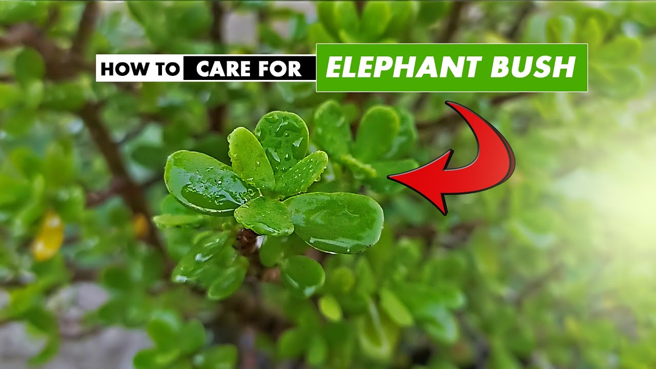 How to care for Elephant Bush - YouTube