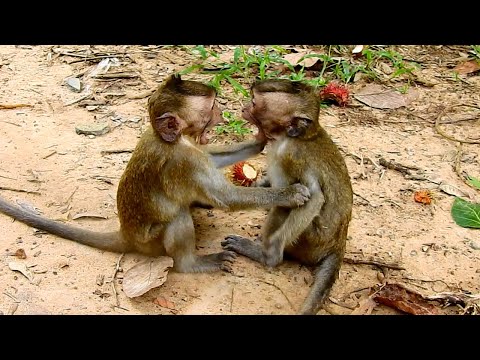 WOW! TWO LITTLE MONKEYS RUNNING & ARGUING EAC OTHER, PRINTON & VIENNA ...