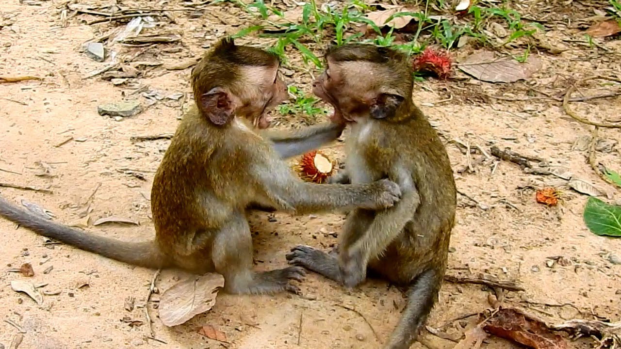 WOW! TWO LITTLE MONKEYS RUNNING & ARGUING EAC OTHER, PRINTON & VIENNA ...