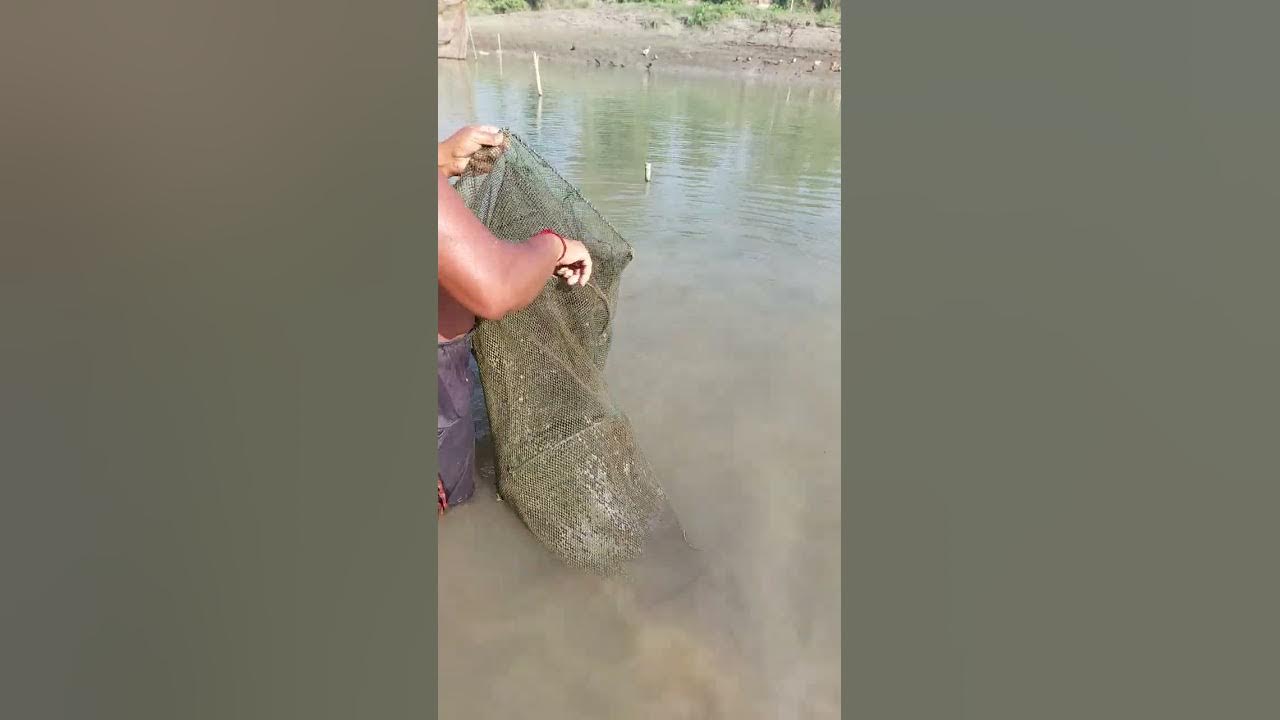 River Fish - YouTube