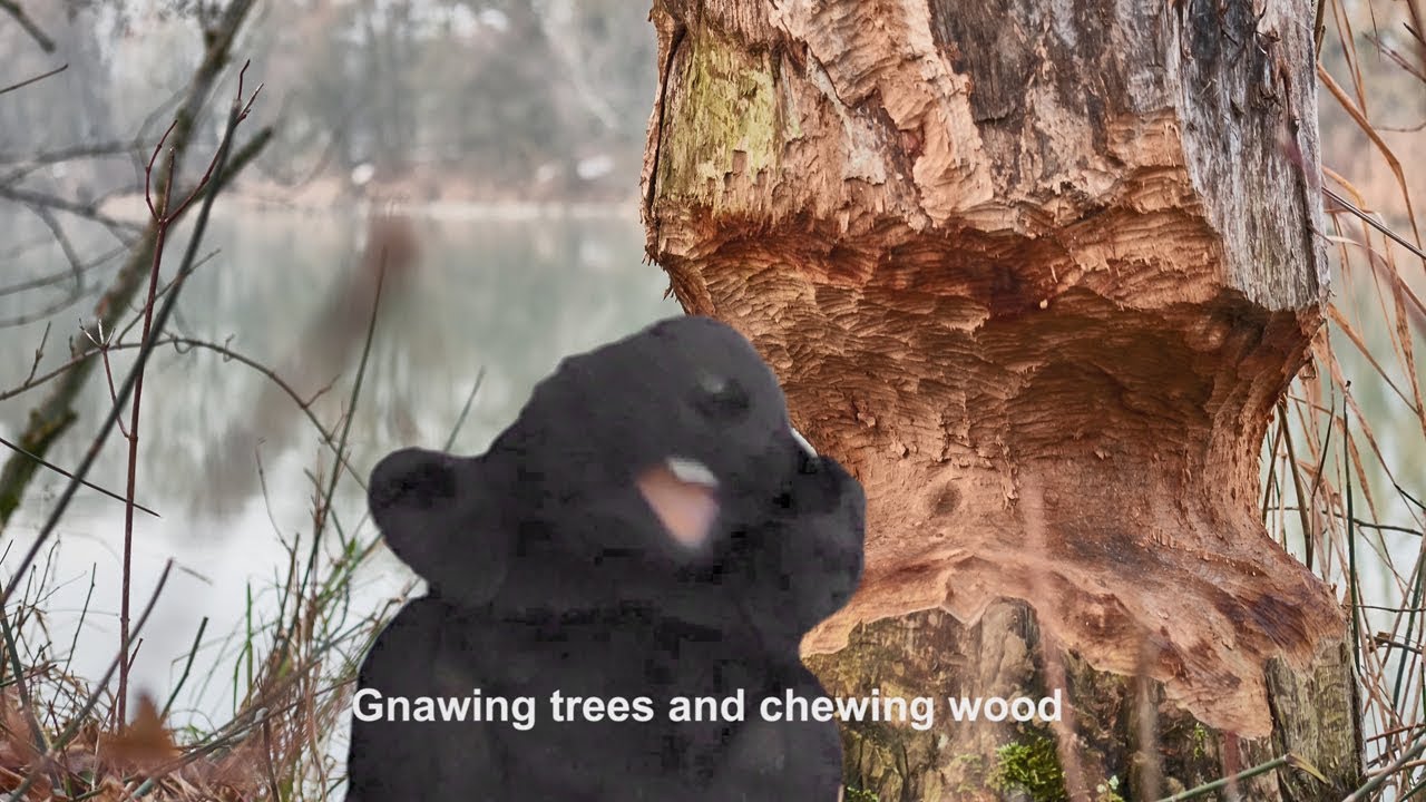 Beaver Song - YouTube