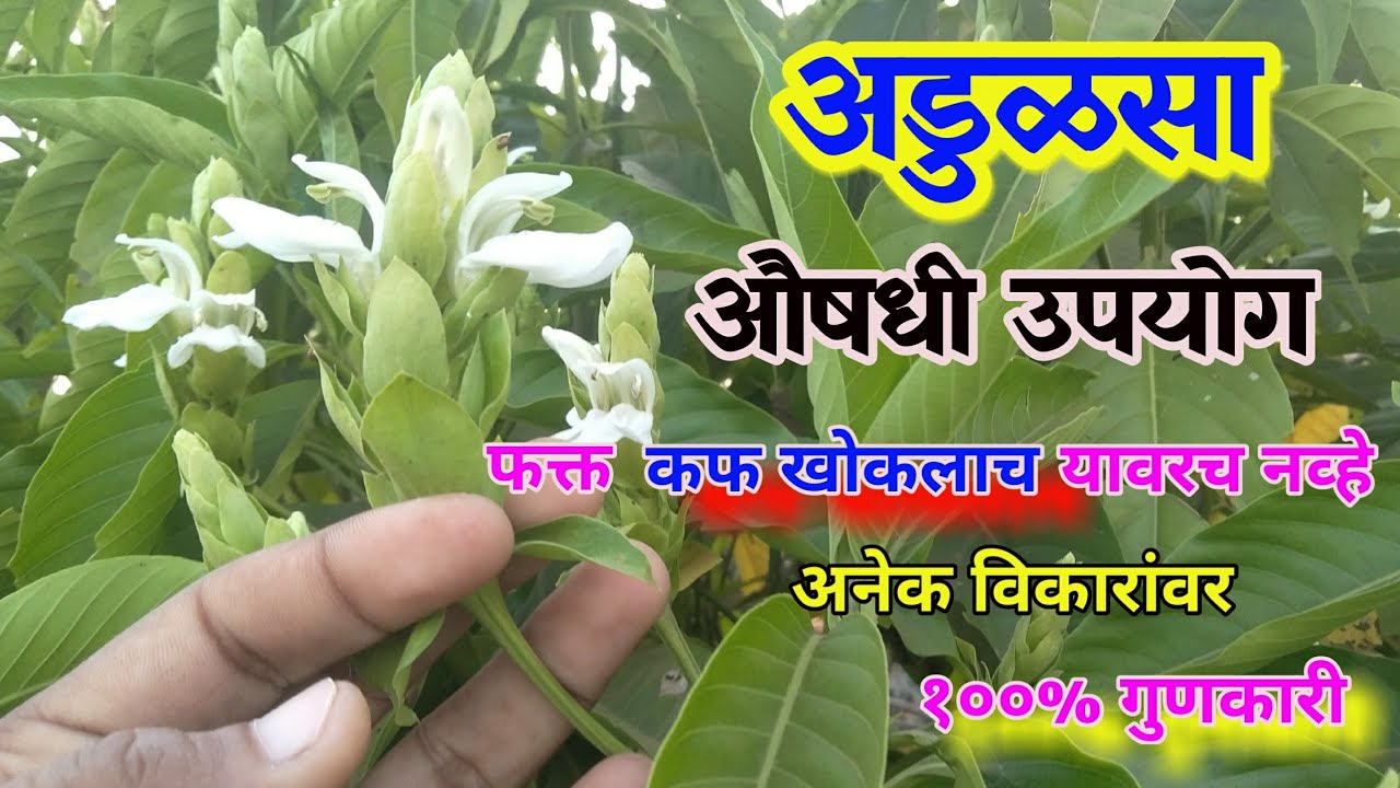 अडूळसा औषधी उपयोग ऐकाल तर थक्क व्हाल विज्ञानाला सुद्धा कोडं पडलयं ...