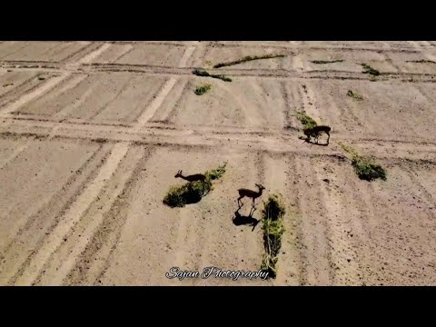 Unseen Balochistan | 🦌 Washuk Desert - YouTube