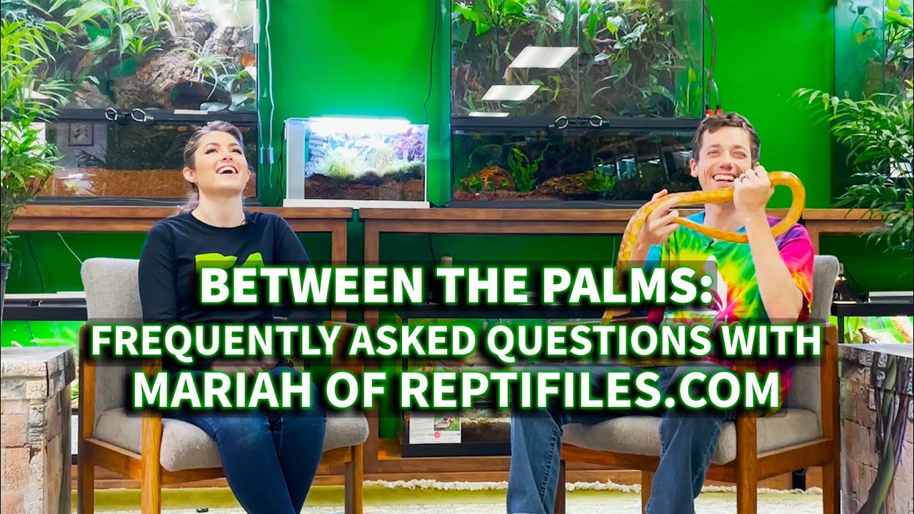 Between the Palms with Mariah Healey: Tips & Tricks: Frequently asked ...