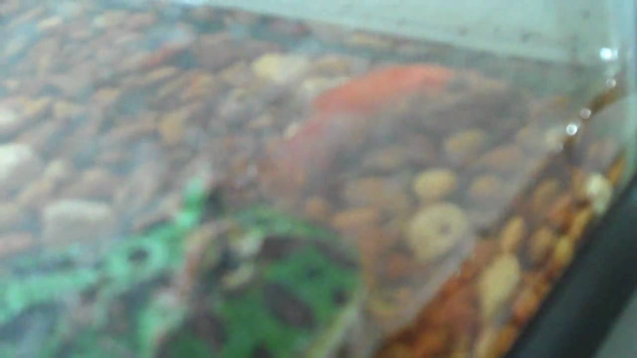 Pacman Frog "Chubbs" Feeding on a Goldfish - YouTube