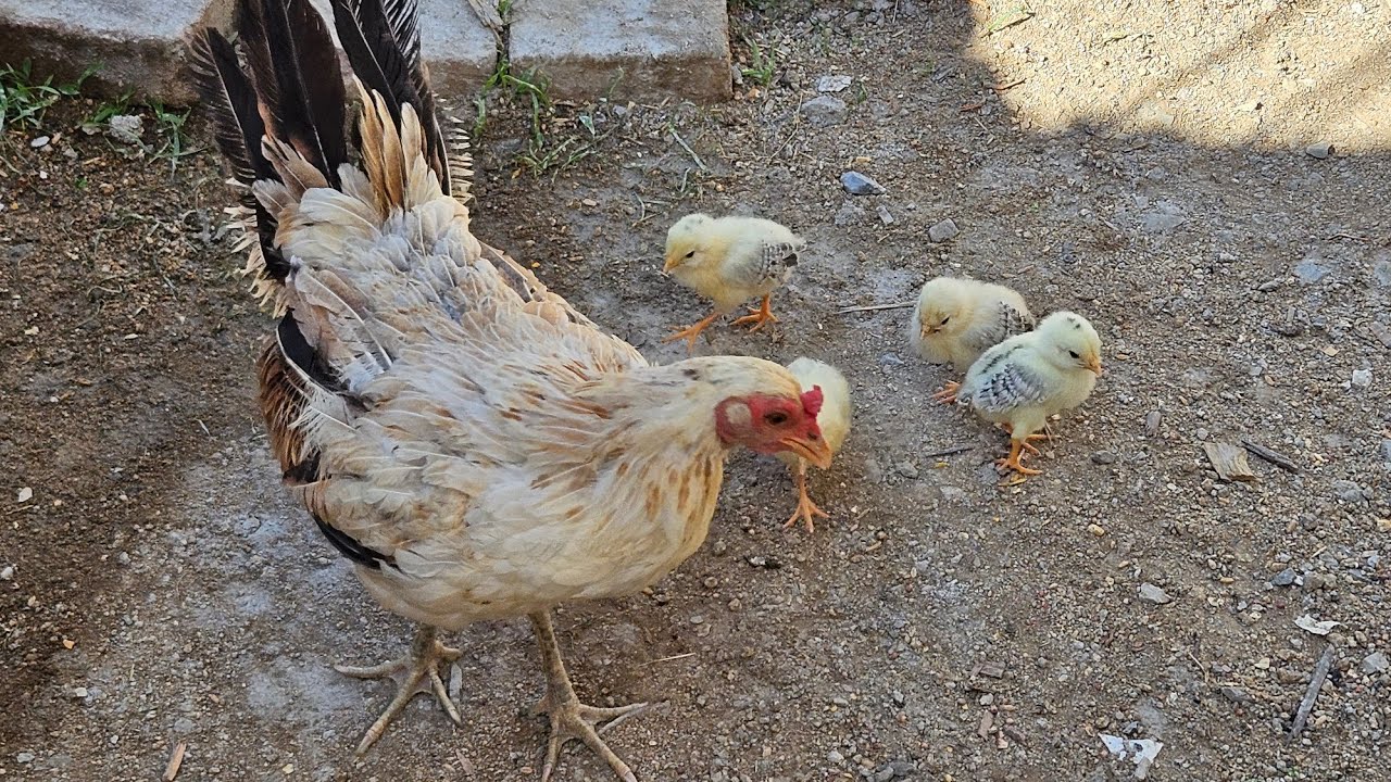 NACIERON 4 POLLITOS MUY BONITOS | Recetas de Cocina y Más - YouTube