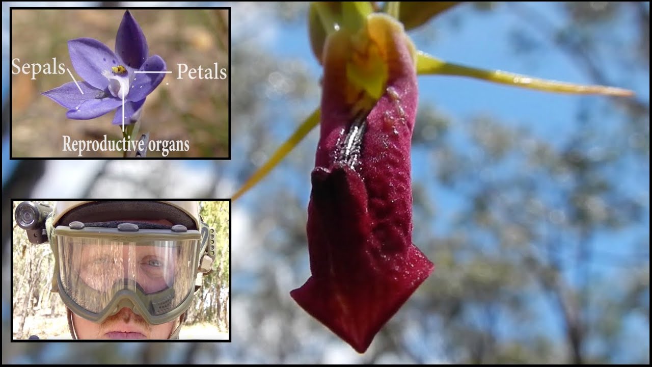Orchid Hunters Australia "Labellum Special" - YouTube