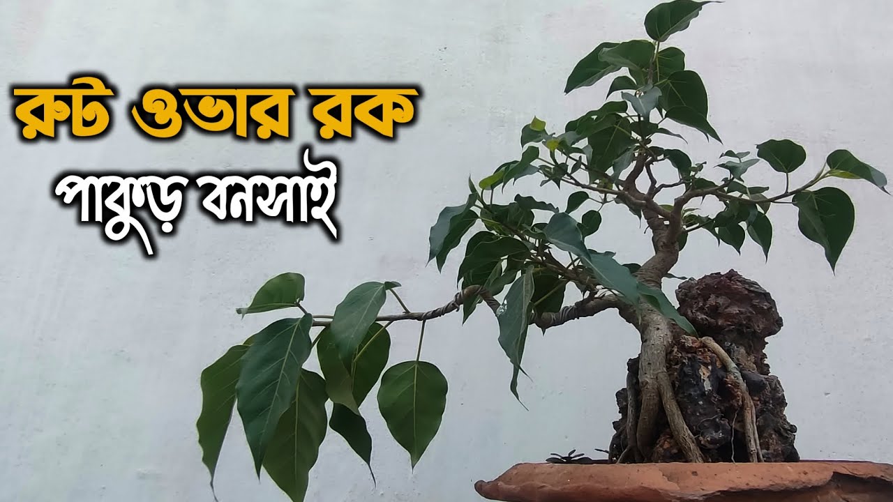 Ficus Rumphii Root over rock Bonsai । Pinching - YouTube