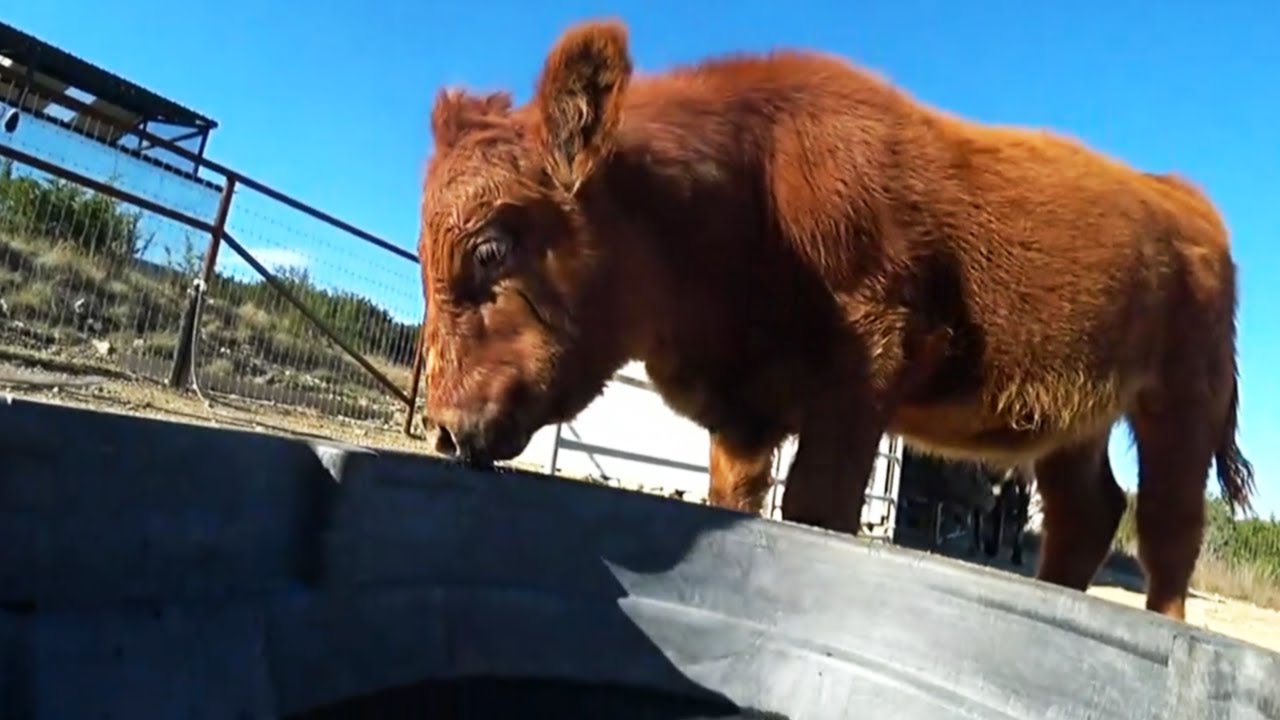 Maya talks about how she got Winnie the cow at Alveus - YouTube