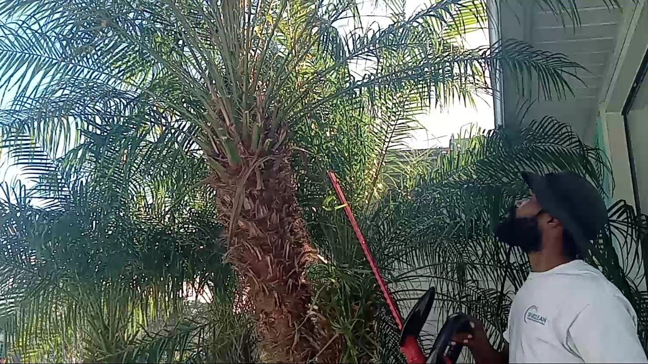 NEW YEAR NEW LOOK/PALM TREE TRIMMING EPIC RESULTS (MUST WATCH) - YouTube