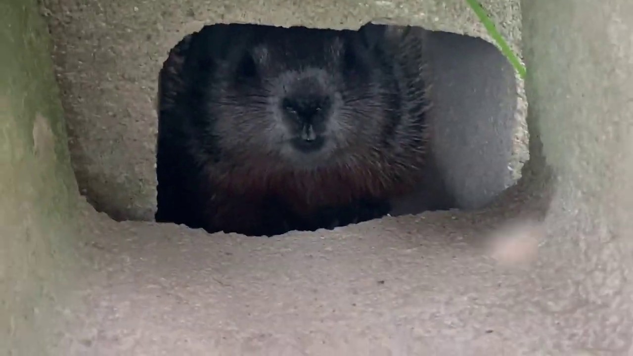 Groundhog - YouTube