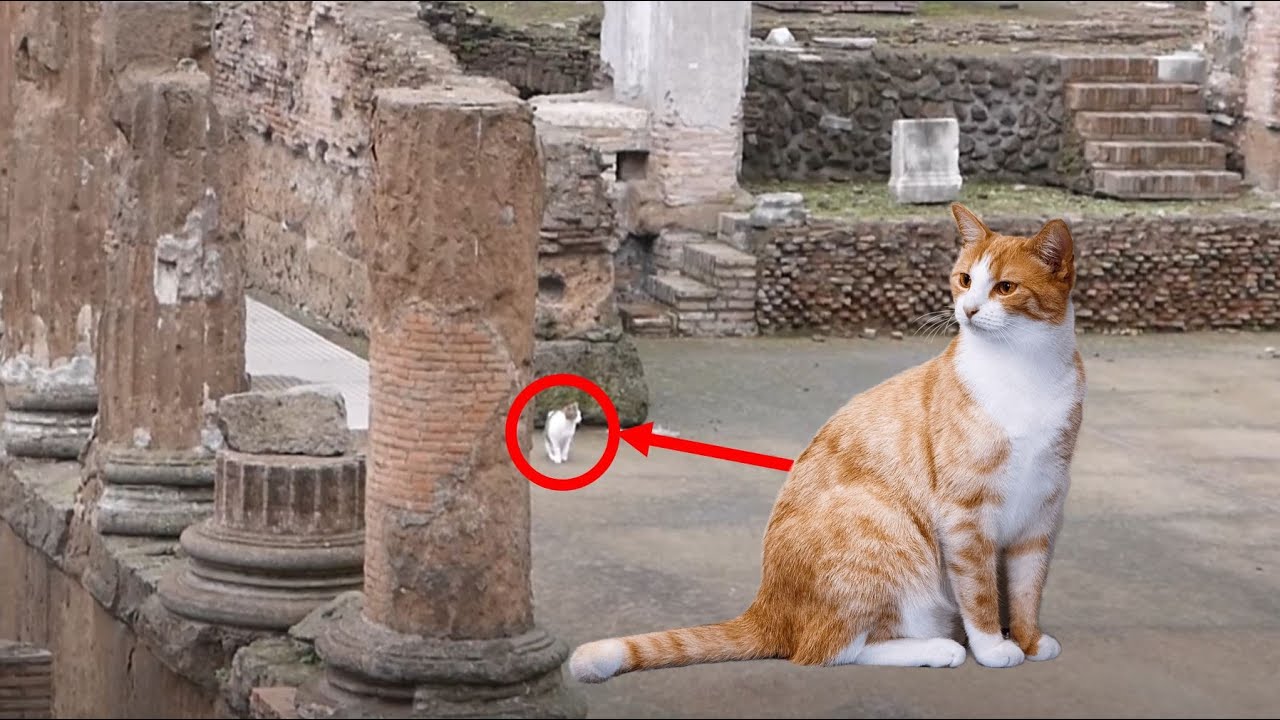 Can you spot the cats in the Roman ruins? Torre Argentina, Rome, Italy ...